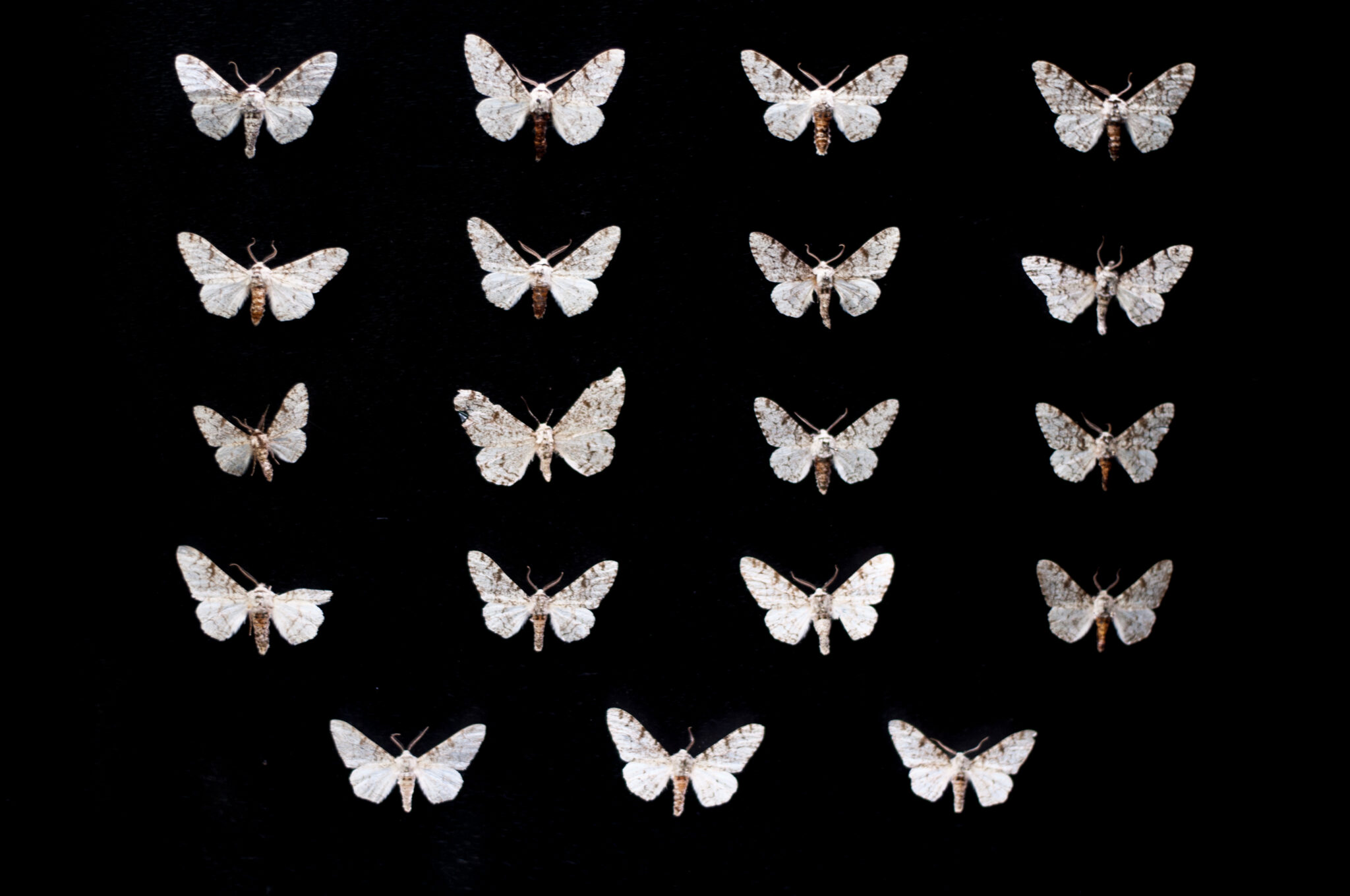 The Symbolism of the Moth